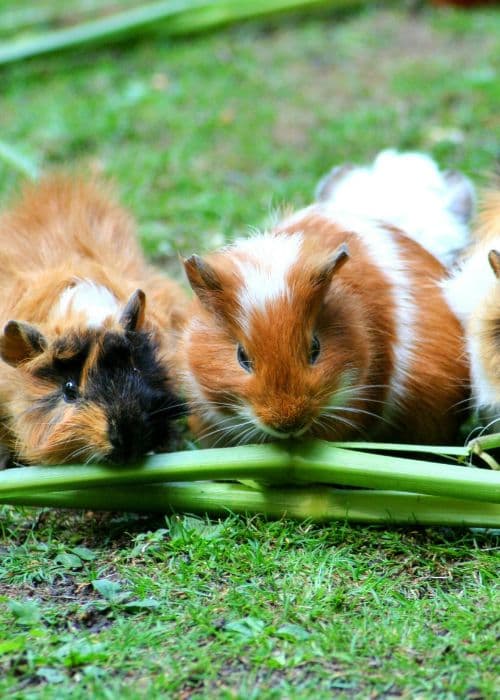 #post_titleServicios Funeraria mascotas en Bogota